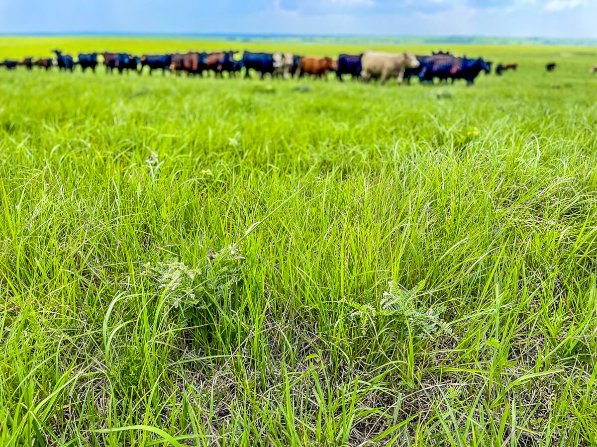 Why the Flint Hills of Kansas is the Best Place for Cattle, Land, and ...